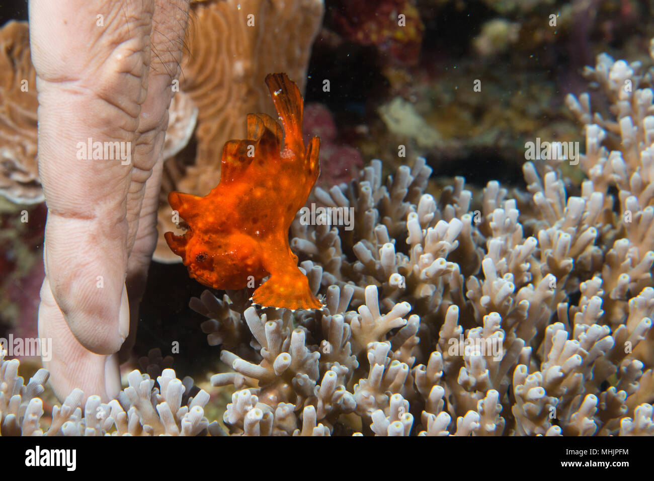Pacific island frog fish hi-res stock photography and images - Alamy