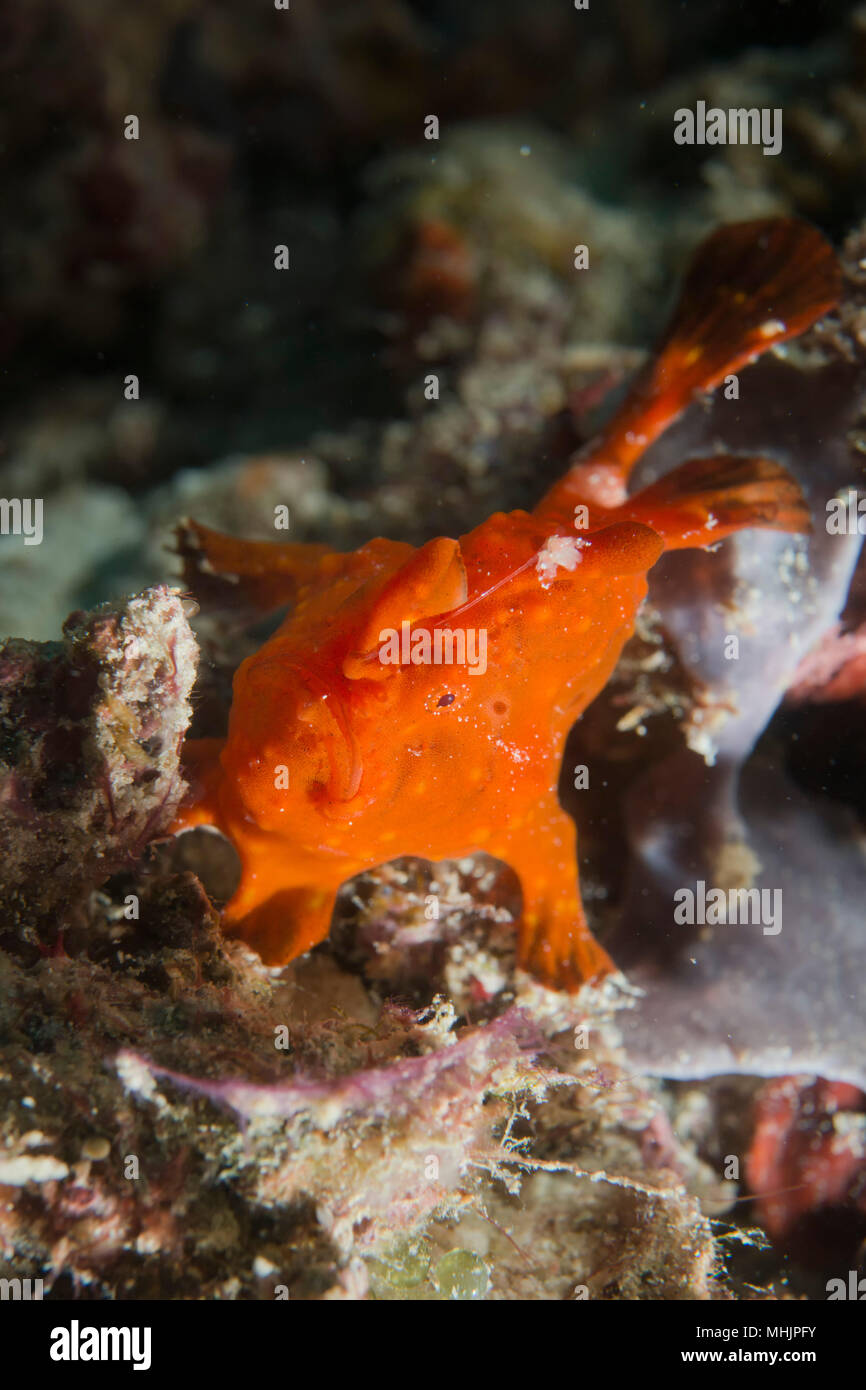 Frog fish in red hi-res stock photography and images - Alamy
