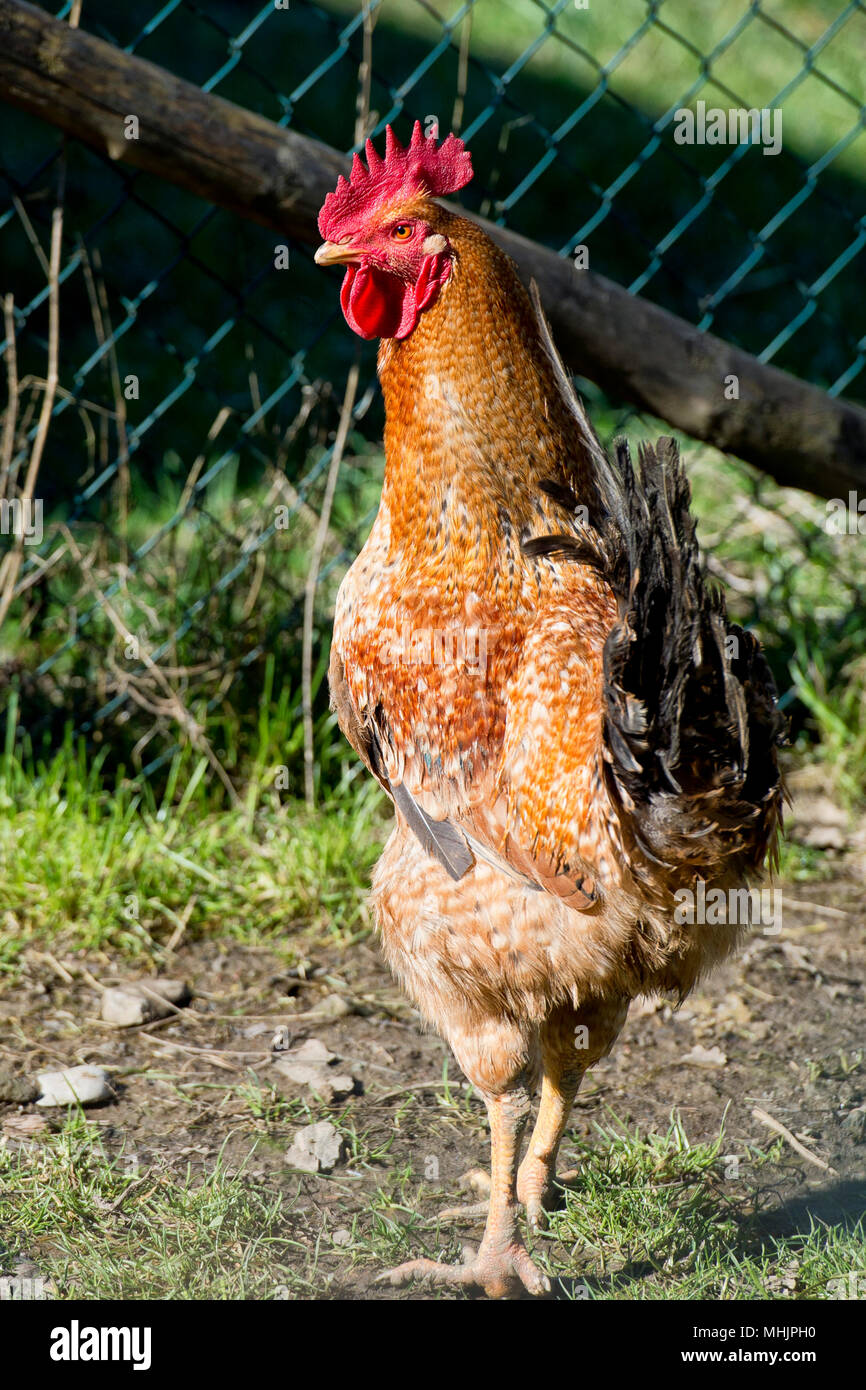 Chicken portrait in the roost background Stock Photo - Alamy