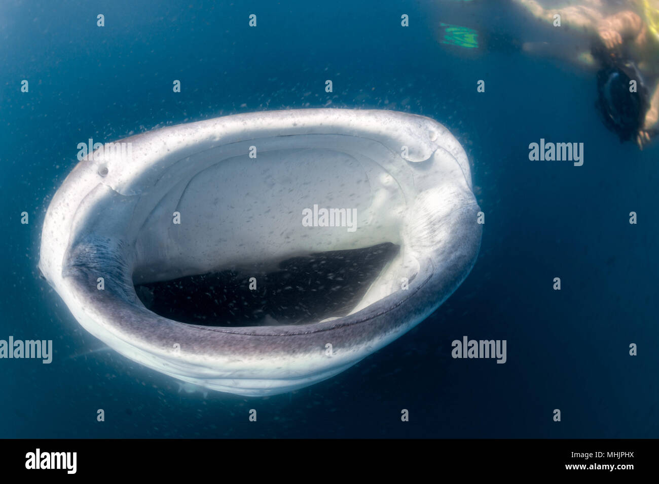 Whale shark baja california hi-res stock photography and images - Alamy