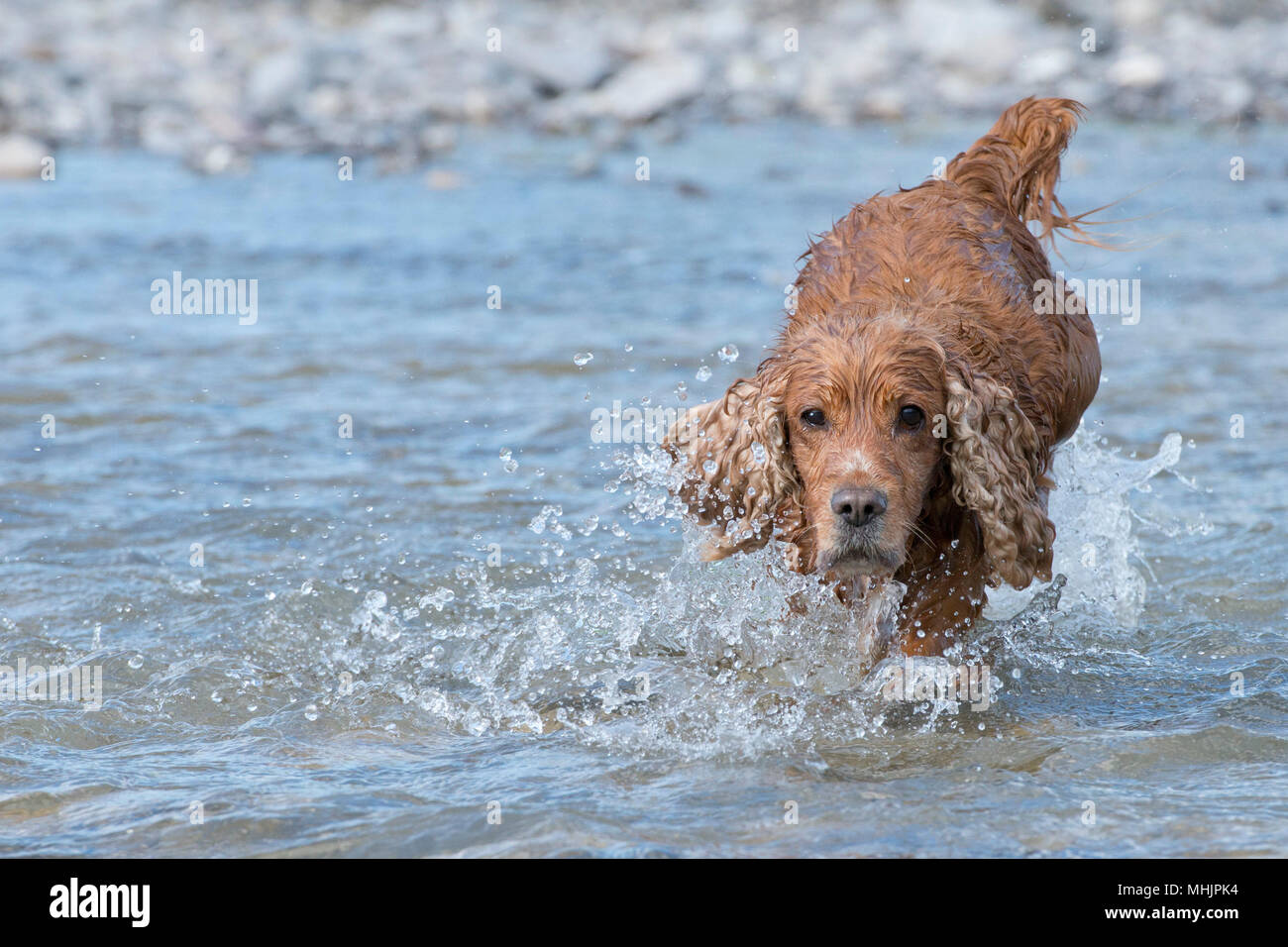 Isolated english cocker spaniel while playing in the river Stock Photo ...