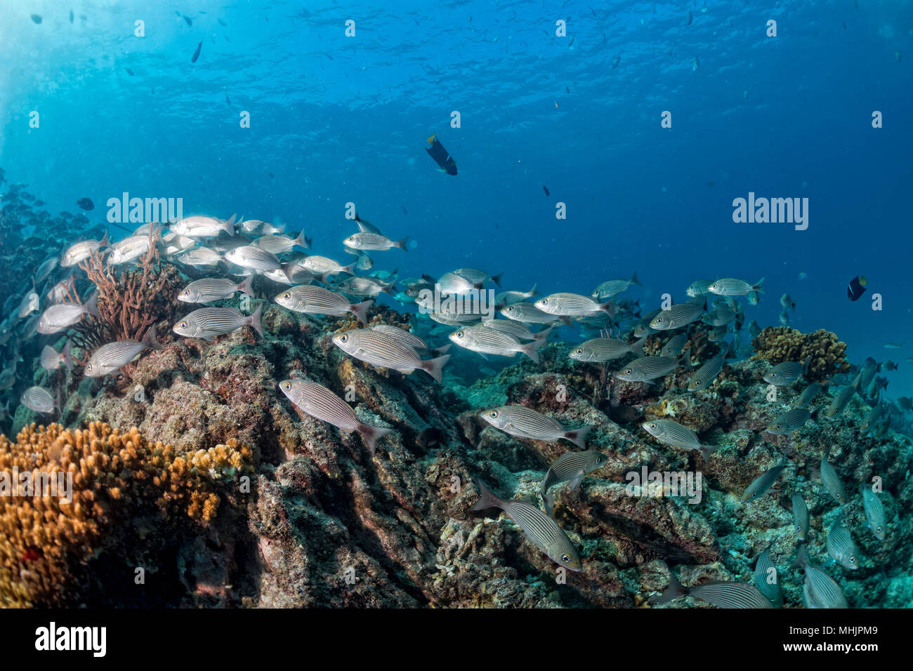 Inside a giant sardines school of fish in the reef and blue sea Stock ...
