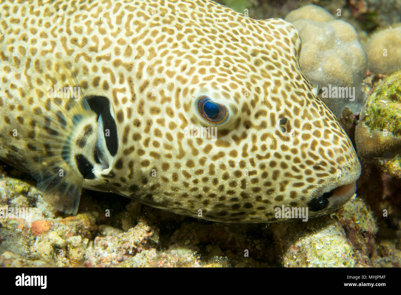 A puffer fish close up portrait in Philippines Stock Photo - Alamy