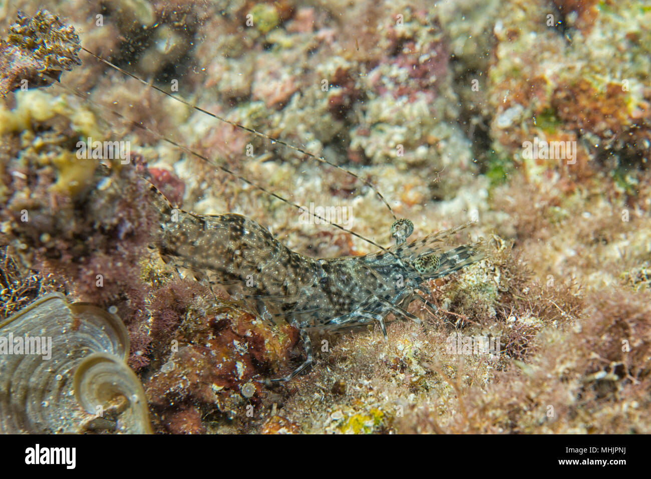 Green Shrimp underwater portrait Stock Photo - Alamy