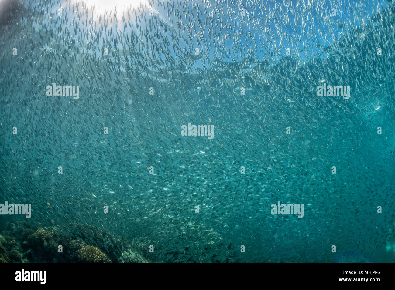 Inside a sardine school of fish close up in the deep blue sea Stock ...