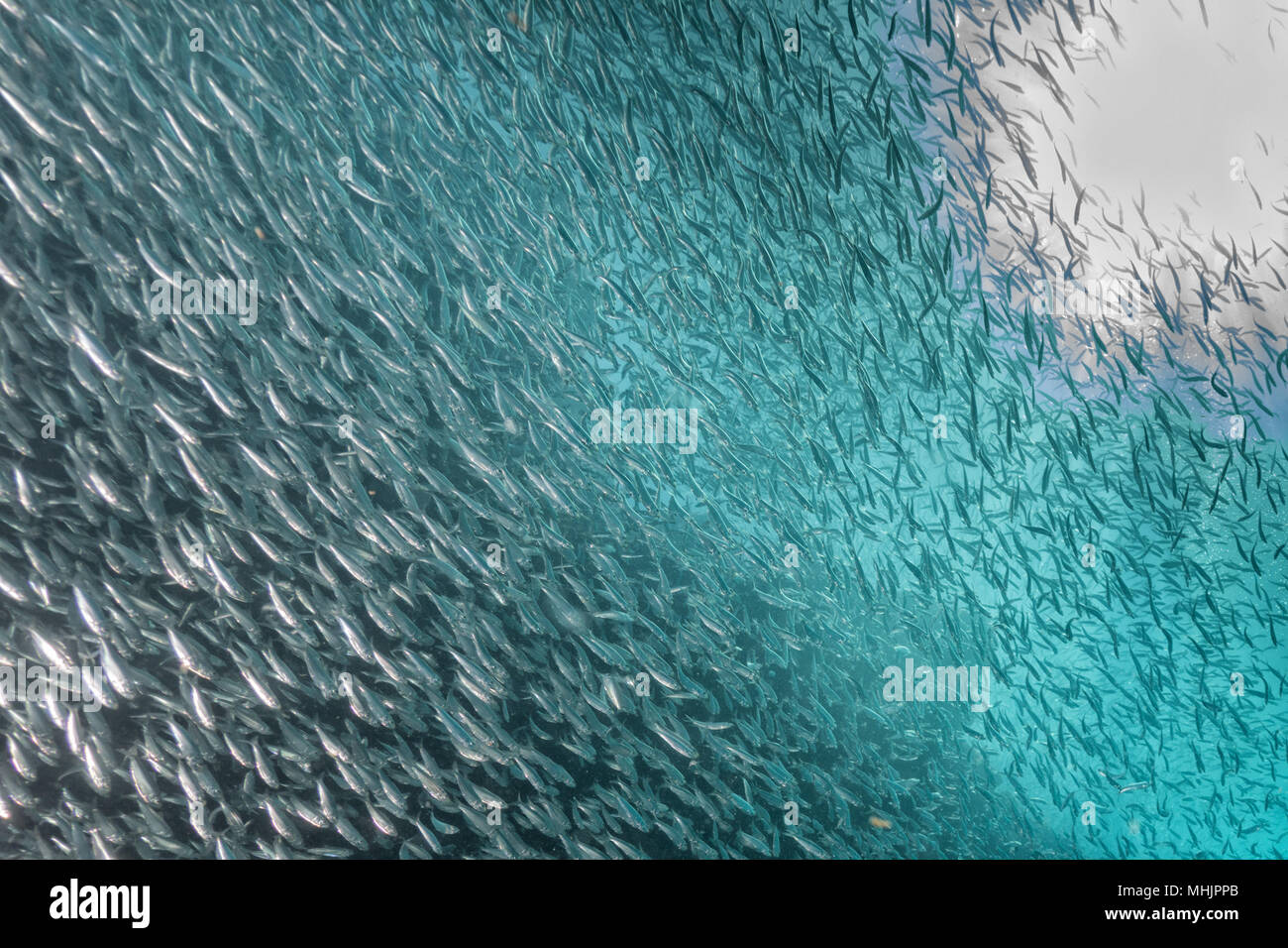Inside a giant sardines school of fish in the reef and blue sea Stock ...