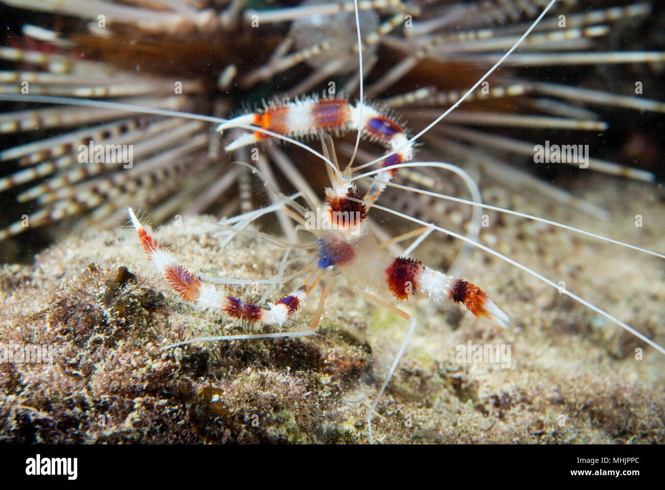 A colorful cleaner shrimp while night diving in Cebu, Philippines Stock ...