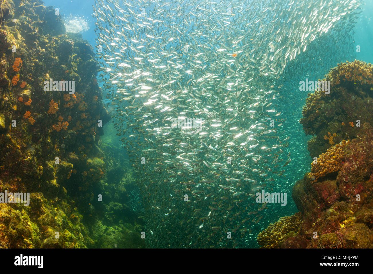 going Inside a giant sardines school of fish in the reef and blue sea ...