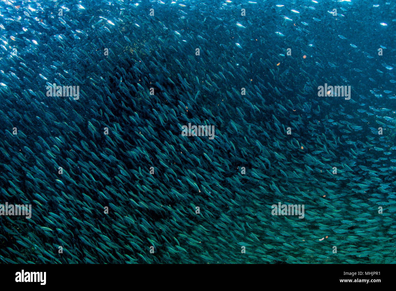 going Inside a giant sardines school of fish in the reef and blue sea ...