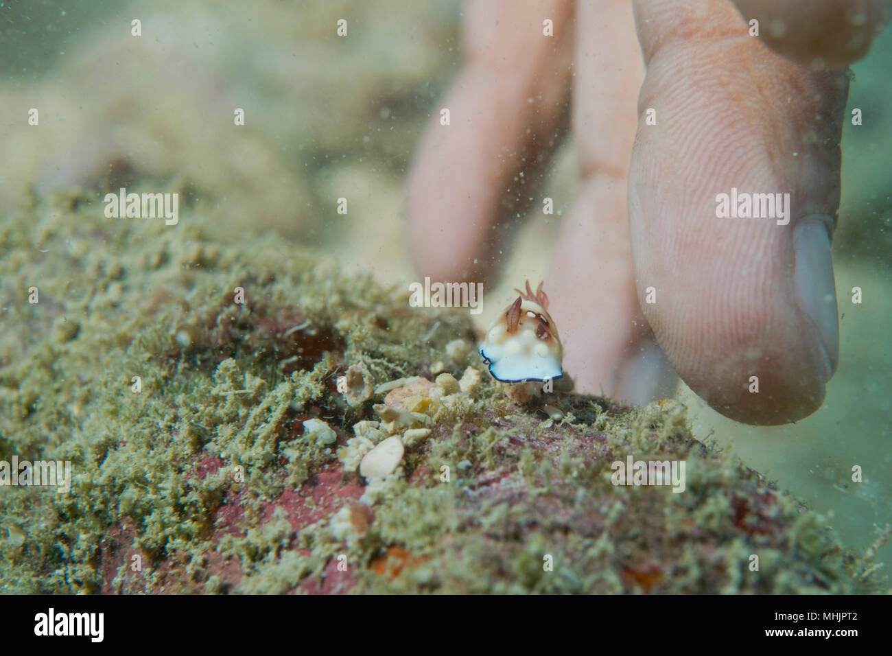 A colorful incredible small nudibranch in Cebu, Philippines Stock Photo ...