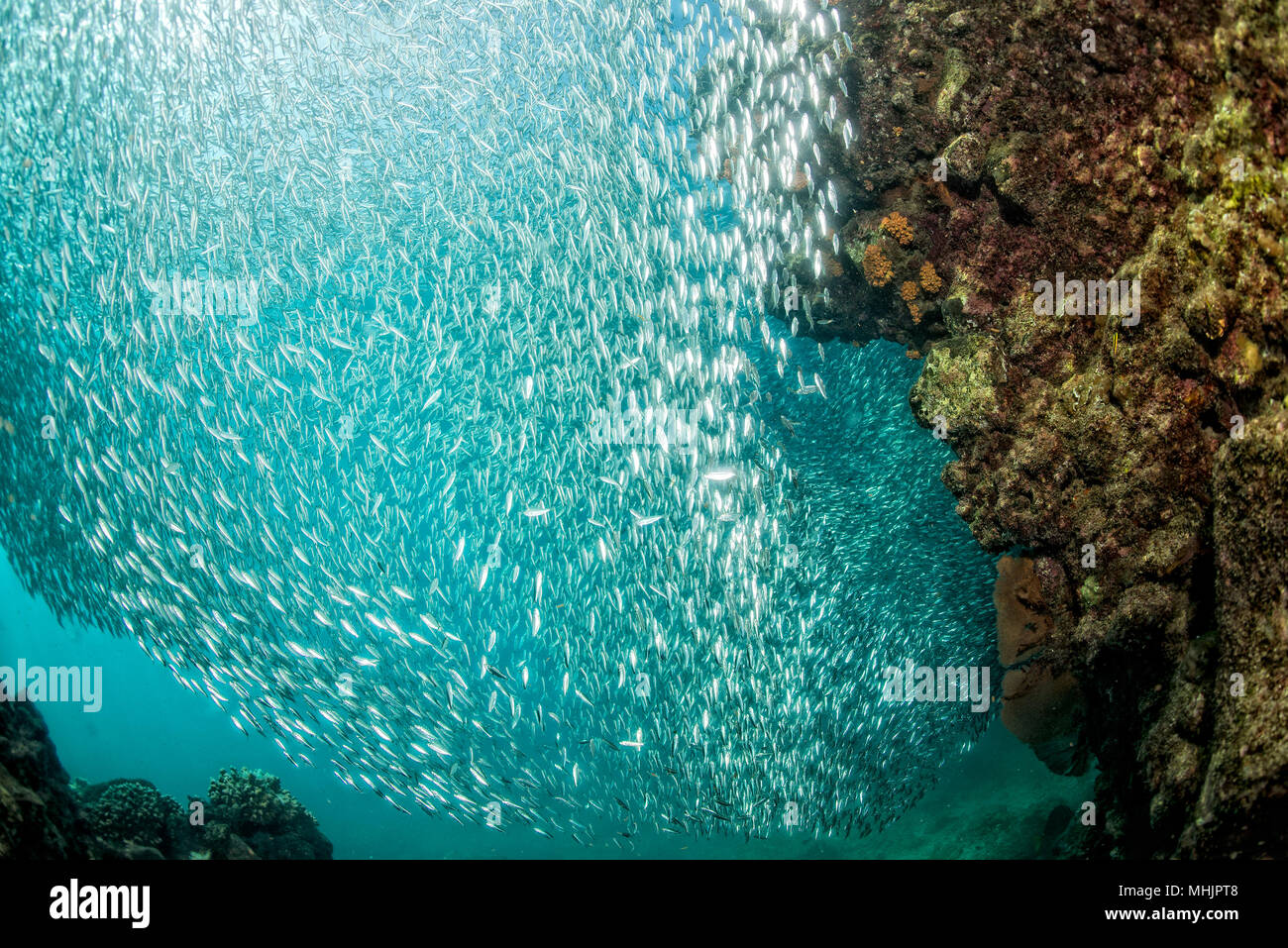 going Inside a giant sardines school of fish in the reef and blue sea ...