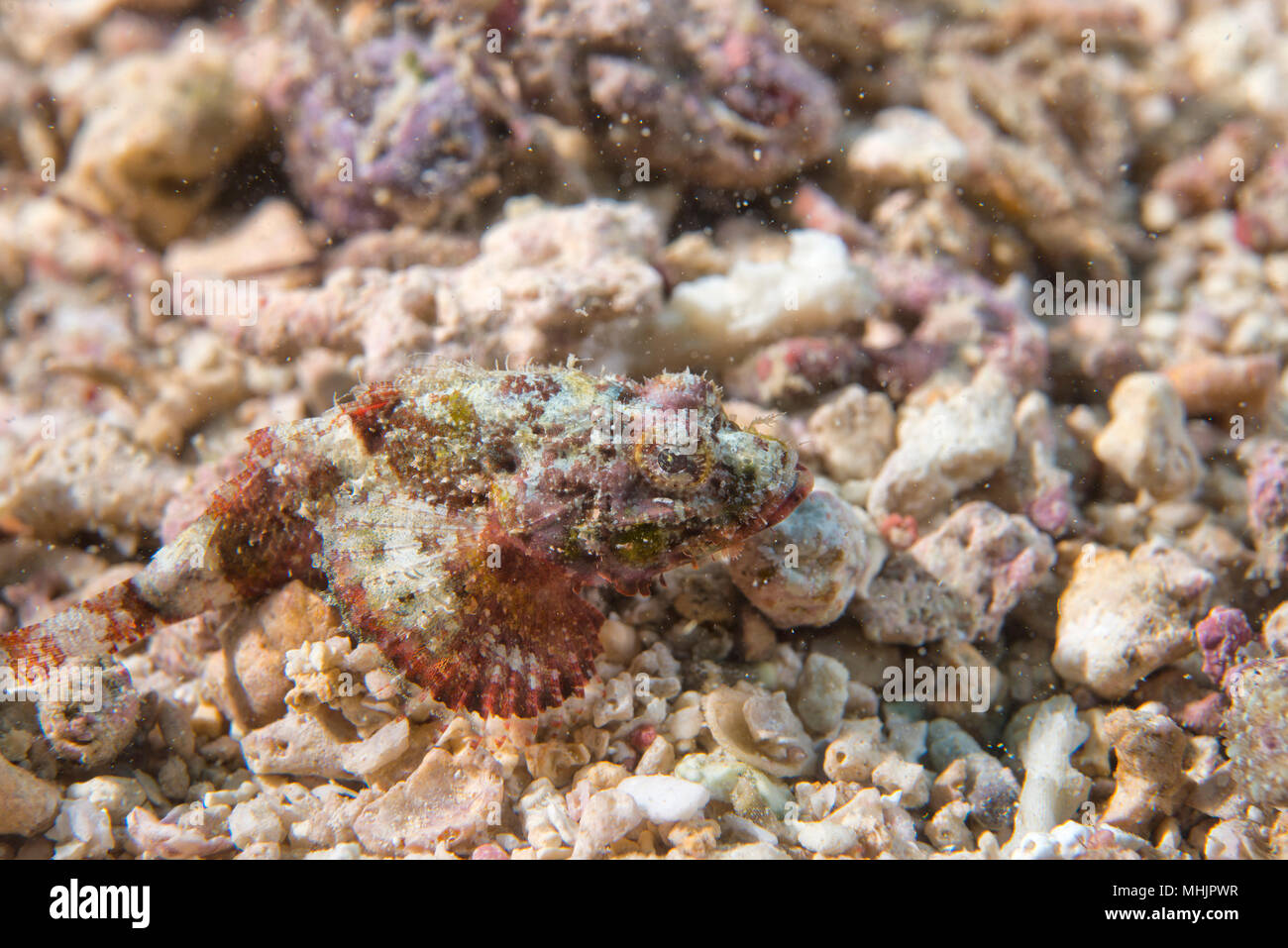 Dangerous Stone Fish close up underwater portrait Stock Photo - Alamy