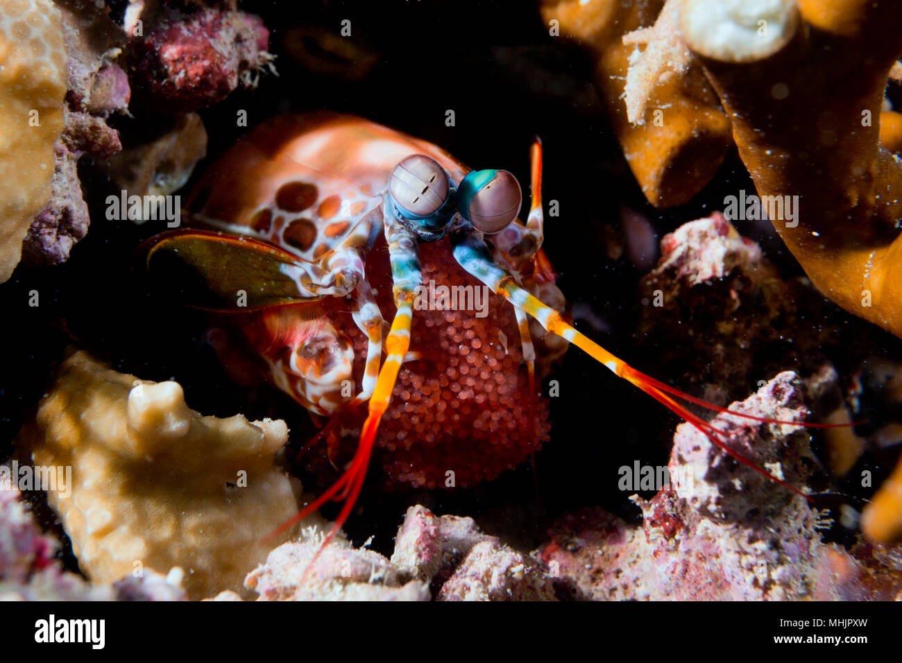 Lobster eggs hi-res stock photography and images - Alamy
