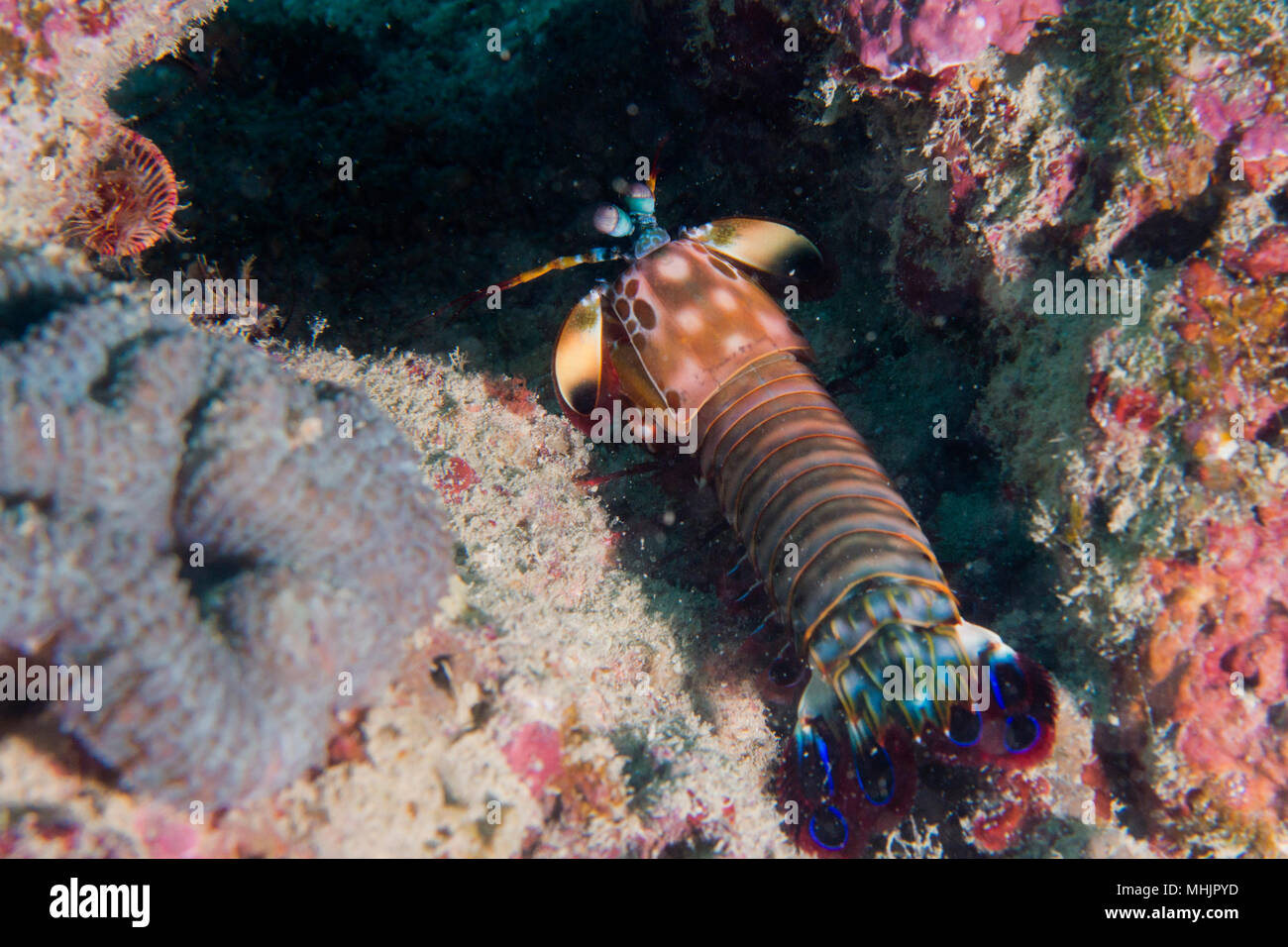 Mantis Lobster defending eggs in its nest Stock Photo - Alamy