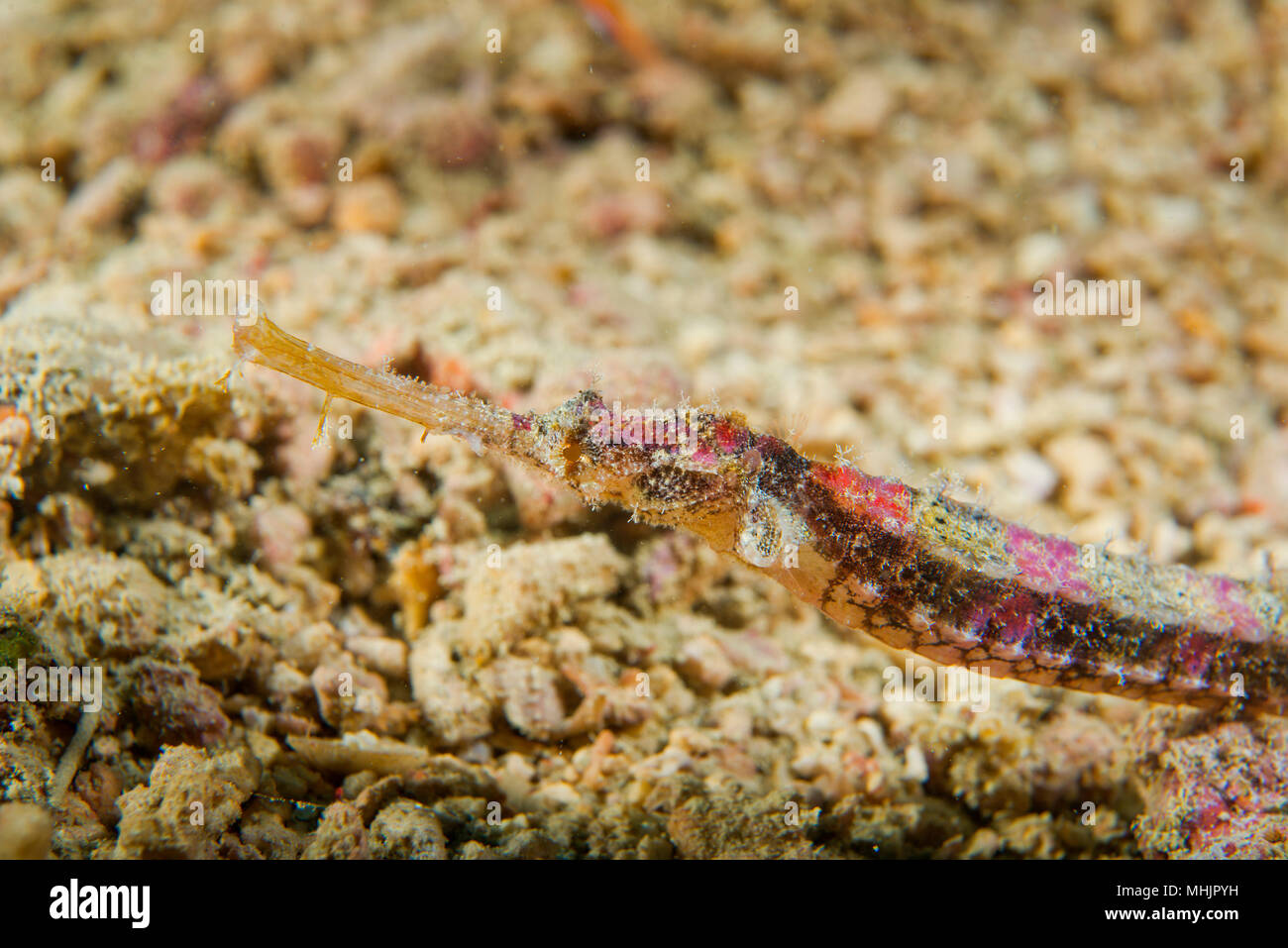 Pipe fish in Cebu, Philippines Stock Photo - Alamy