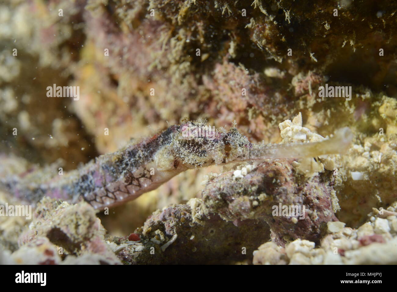 Pipe fish in Cebu, Philippines Stock Photo - Alamy