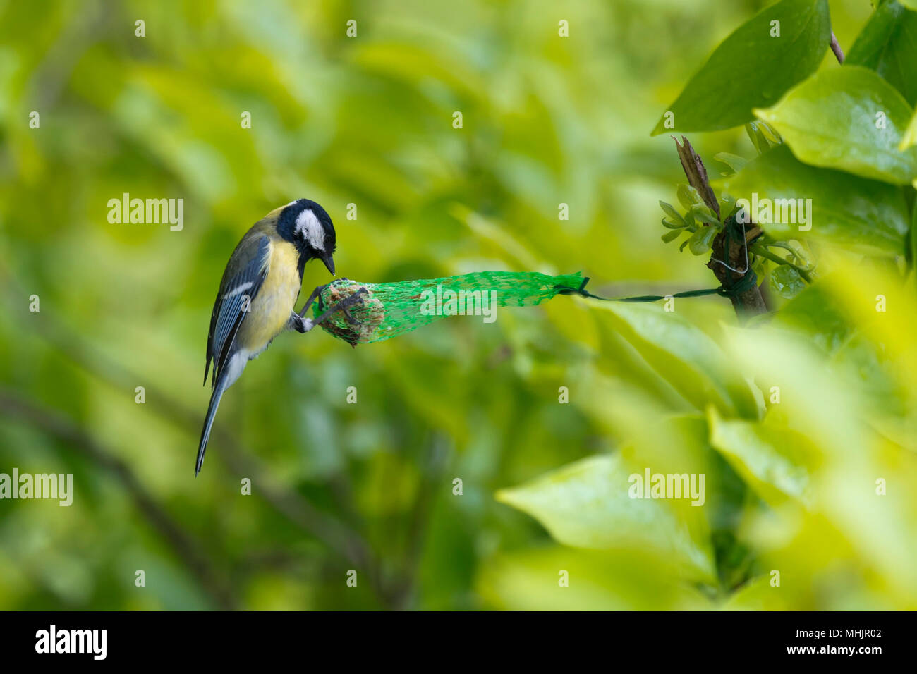 A blue tilt bird while eating on the green background Stock Photo - Alamy