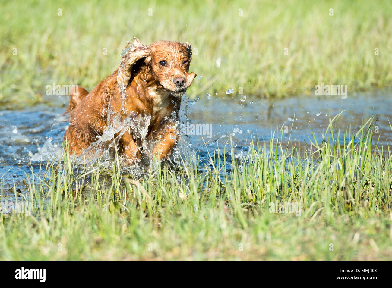 Happy english cocker spaniel while playing in the river Stock Photo - Alamy