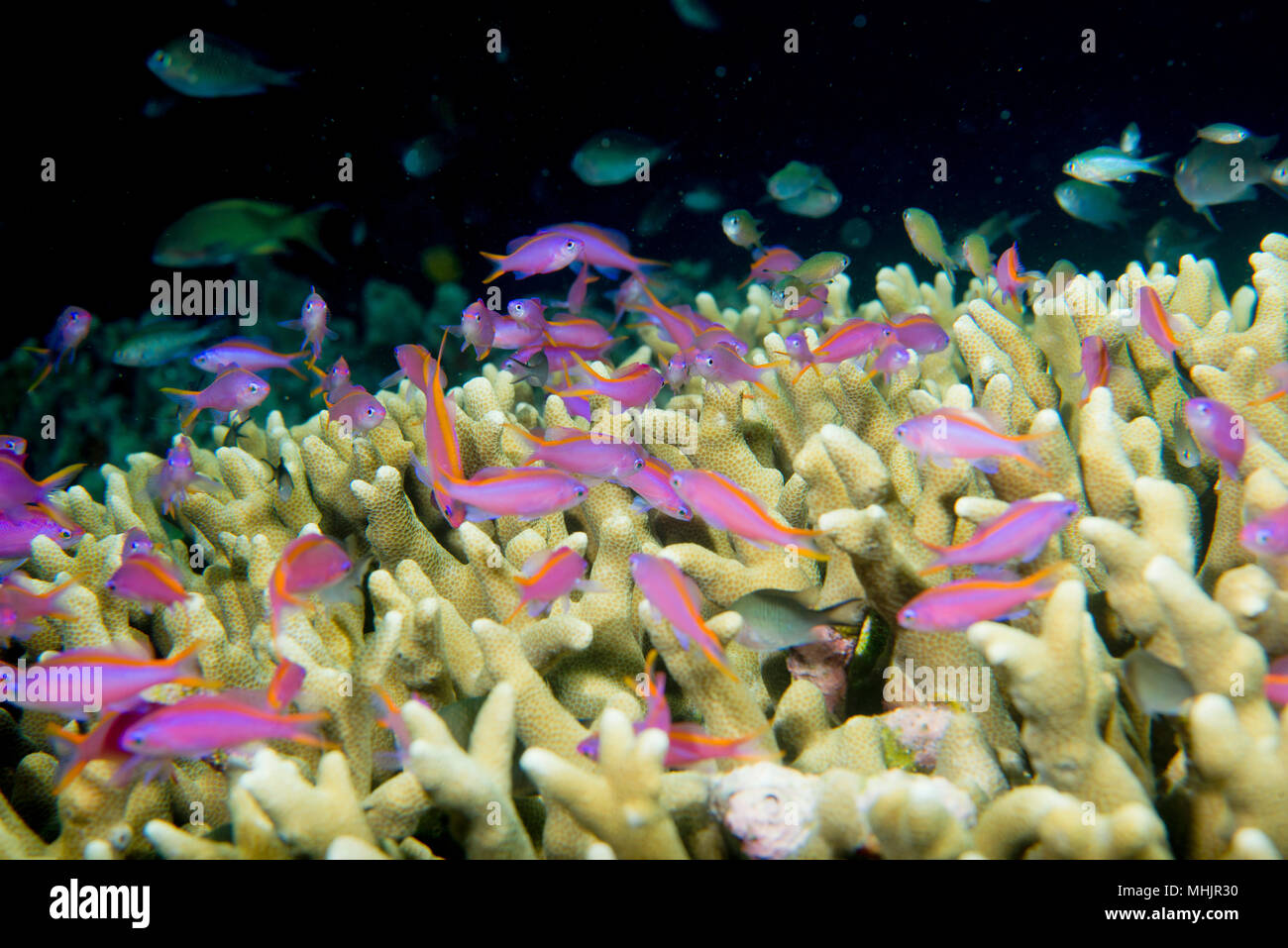 A school of violet fish over a hard coral in Cebu Philippines Stock ...
