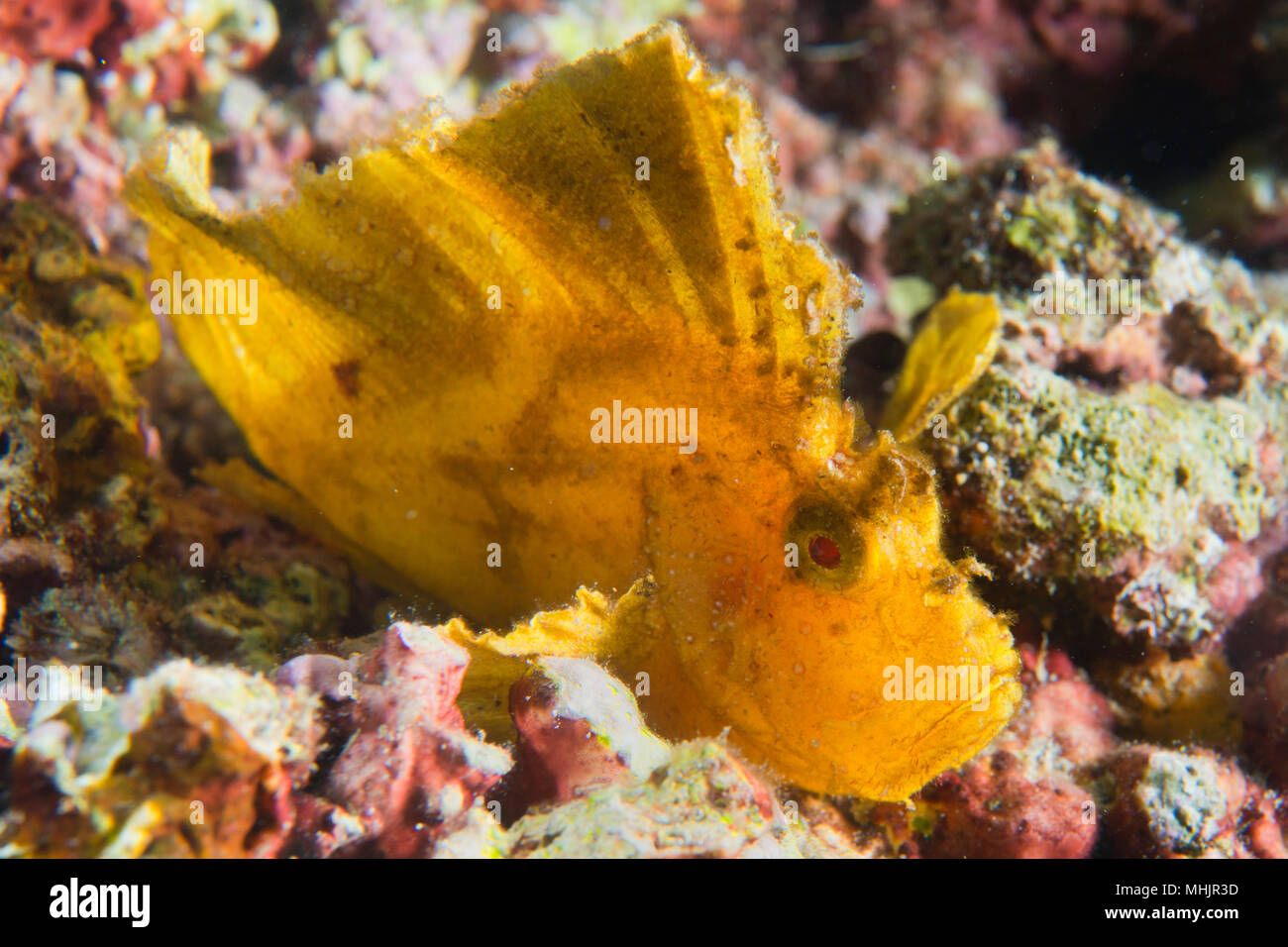 Yellow Leaf fish in Cebu, Philippines Stock Photo - Alamy