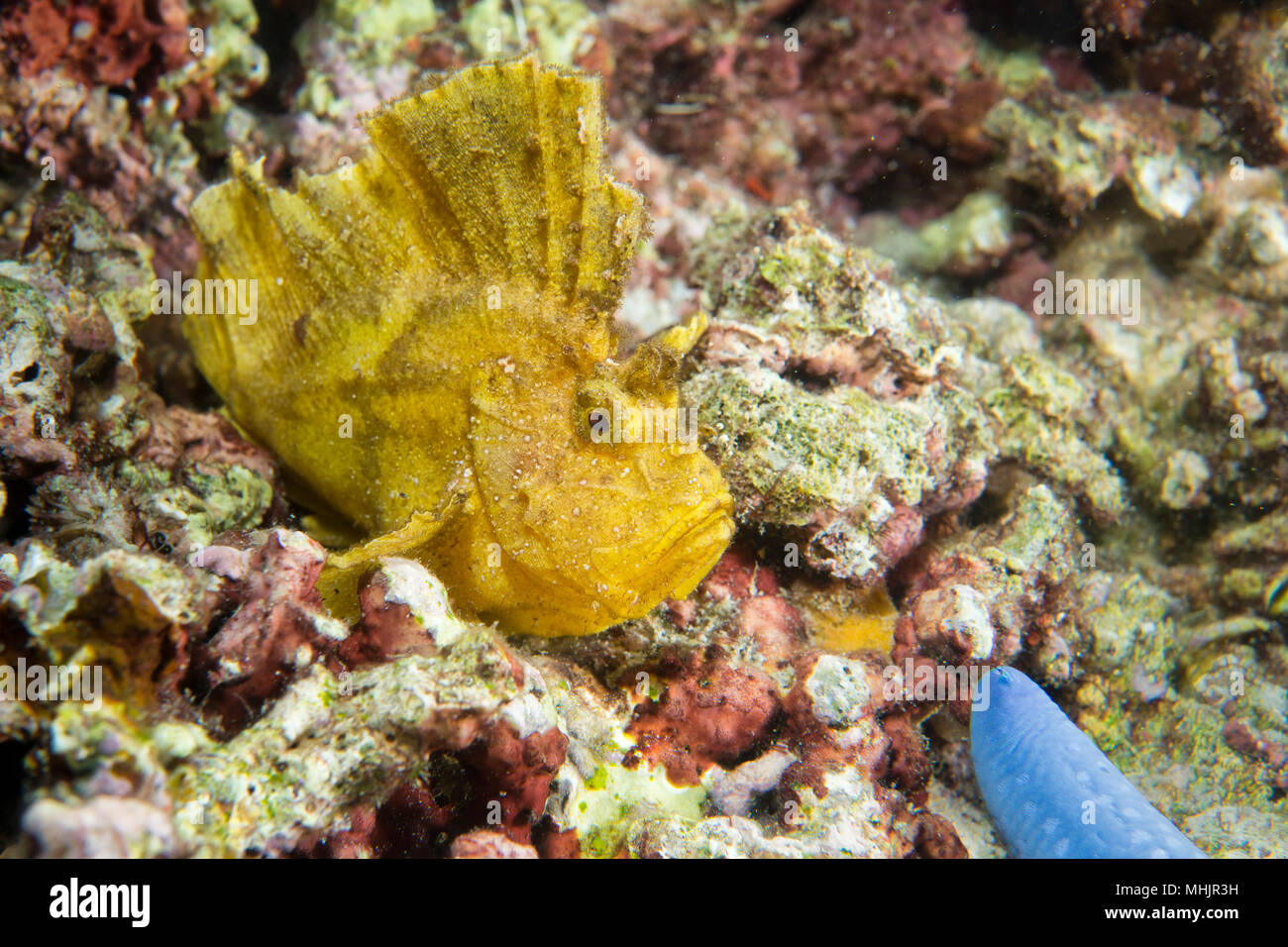 yellow leaf fish close up portrait Stock Photo - Alamy