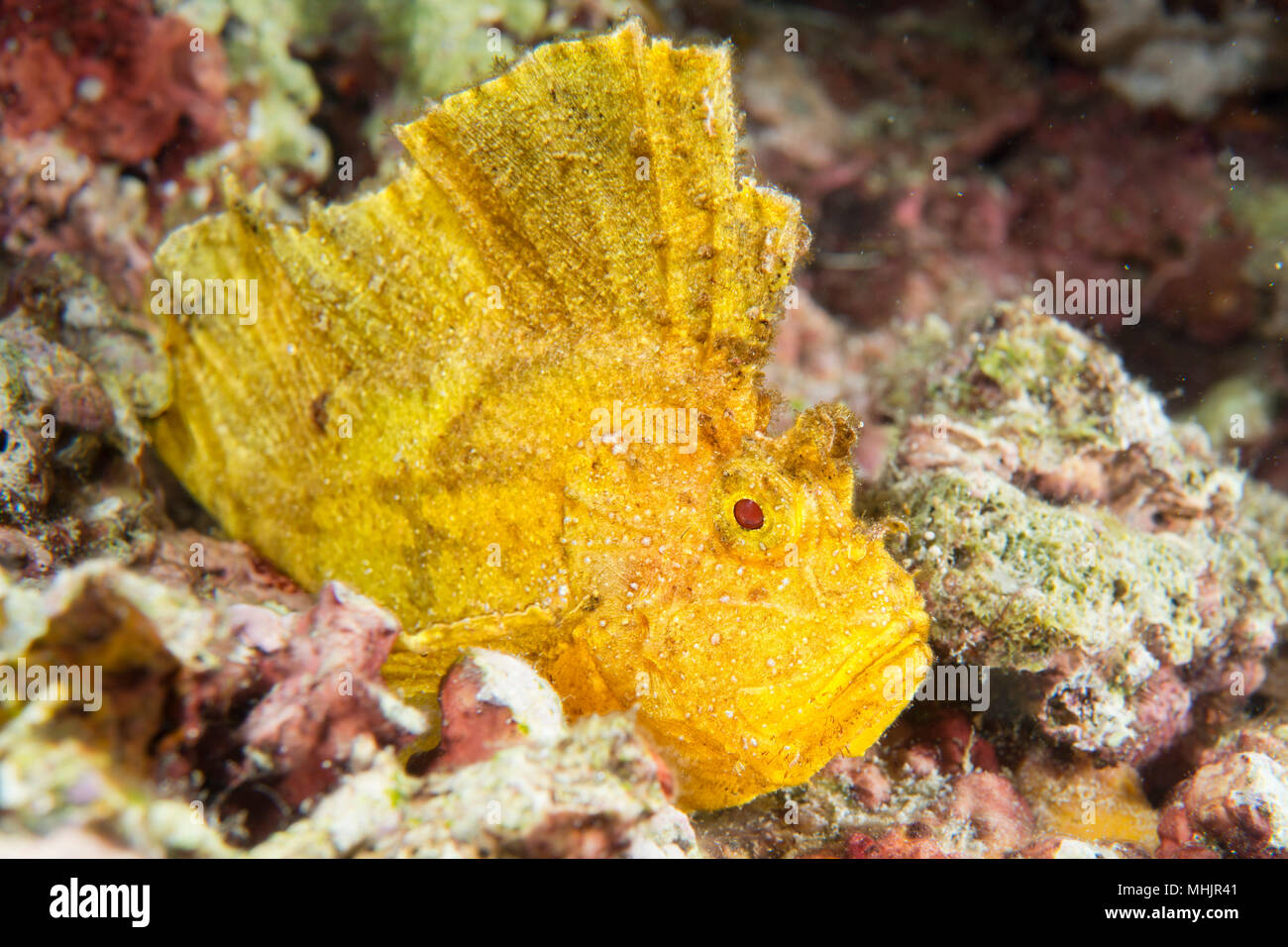 Yellow Leaf fish in Cebu, Philippines Stock Photo - Alamy