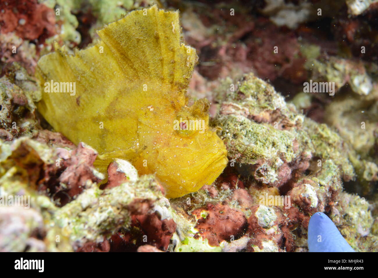 Pacific island frog fish hi-res stock photography and images - Alamy