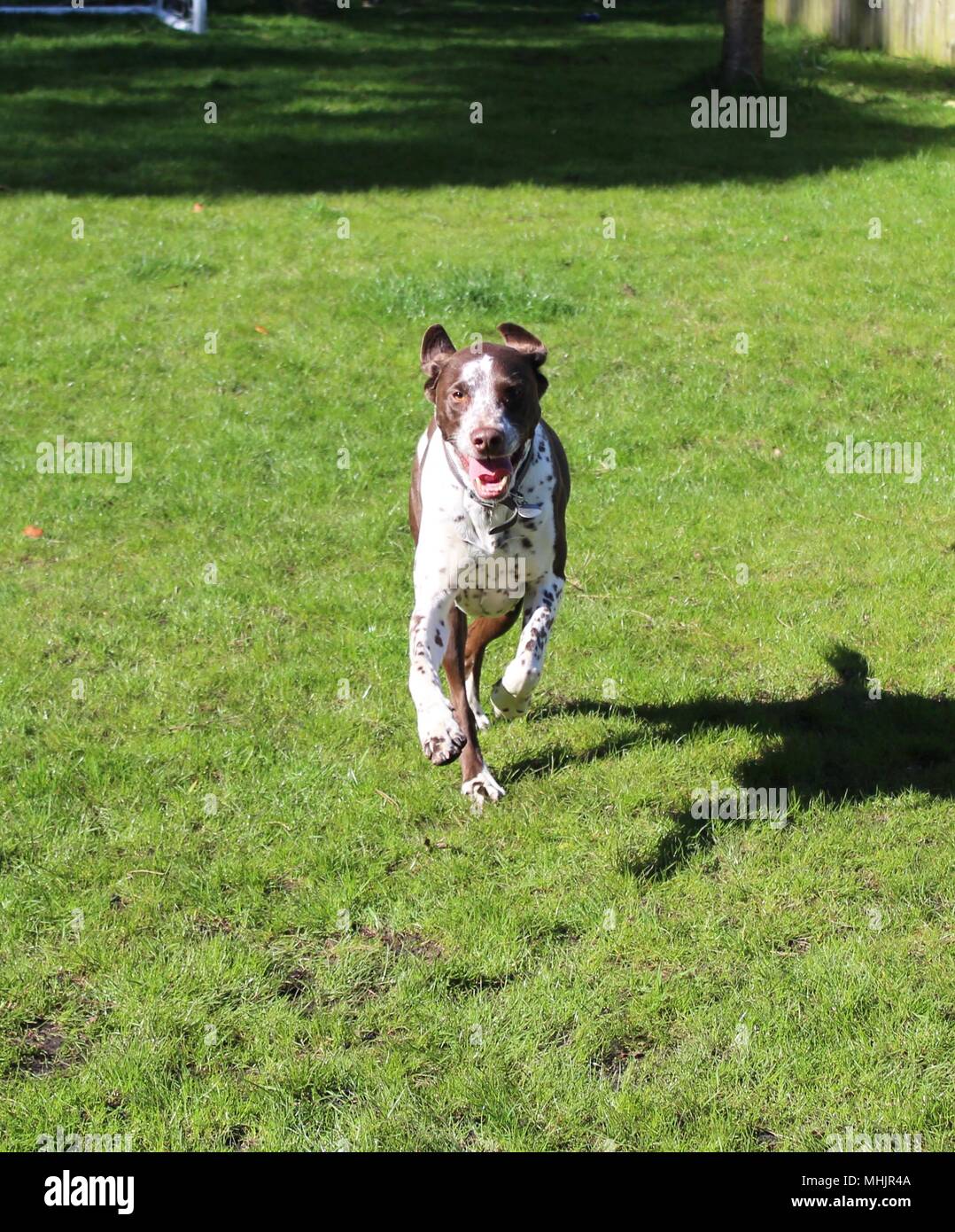 Dog bounding hi-res stock photography and images - Alamy