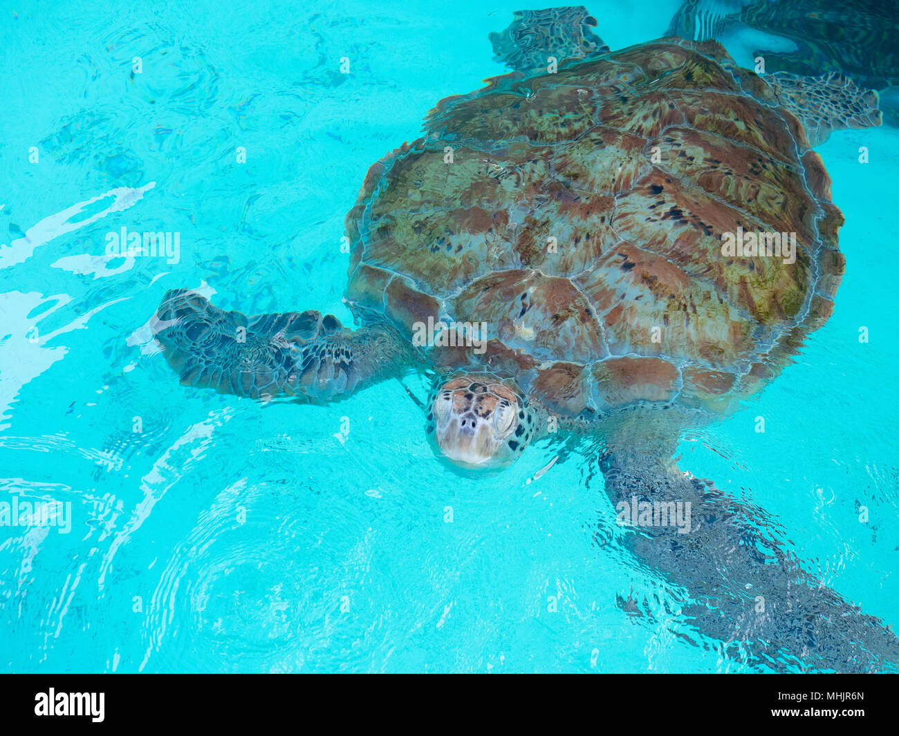 Aquatic tortoise hi-res stock photography and images - Alamy