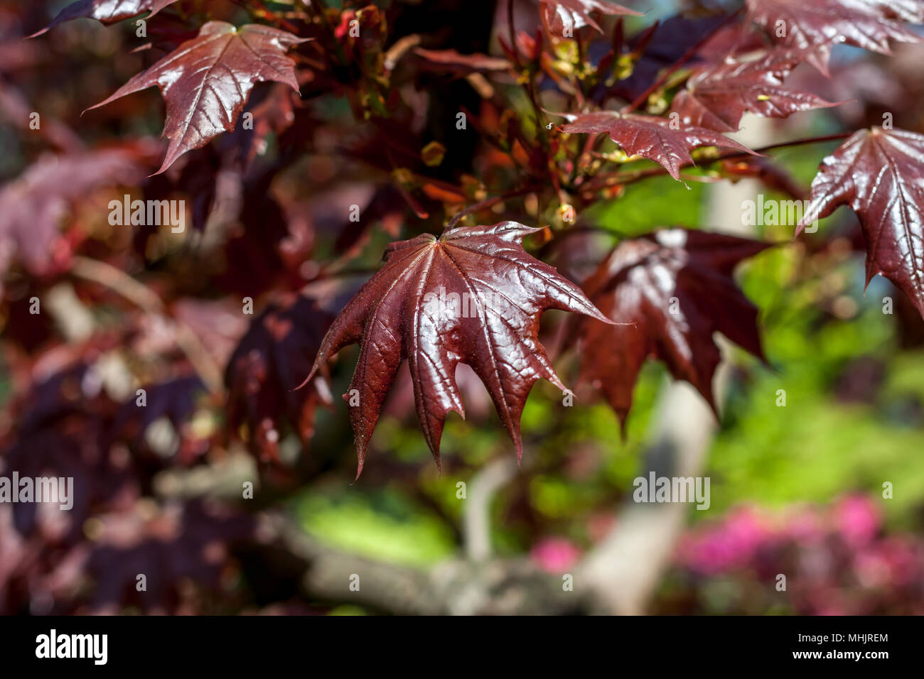 red maple leaves against green background Stock Photo - Alamy