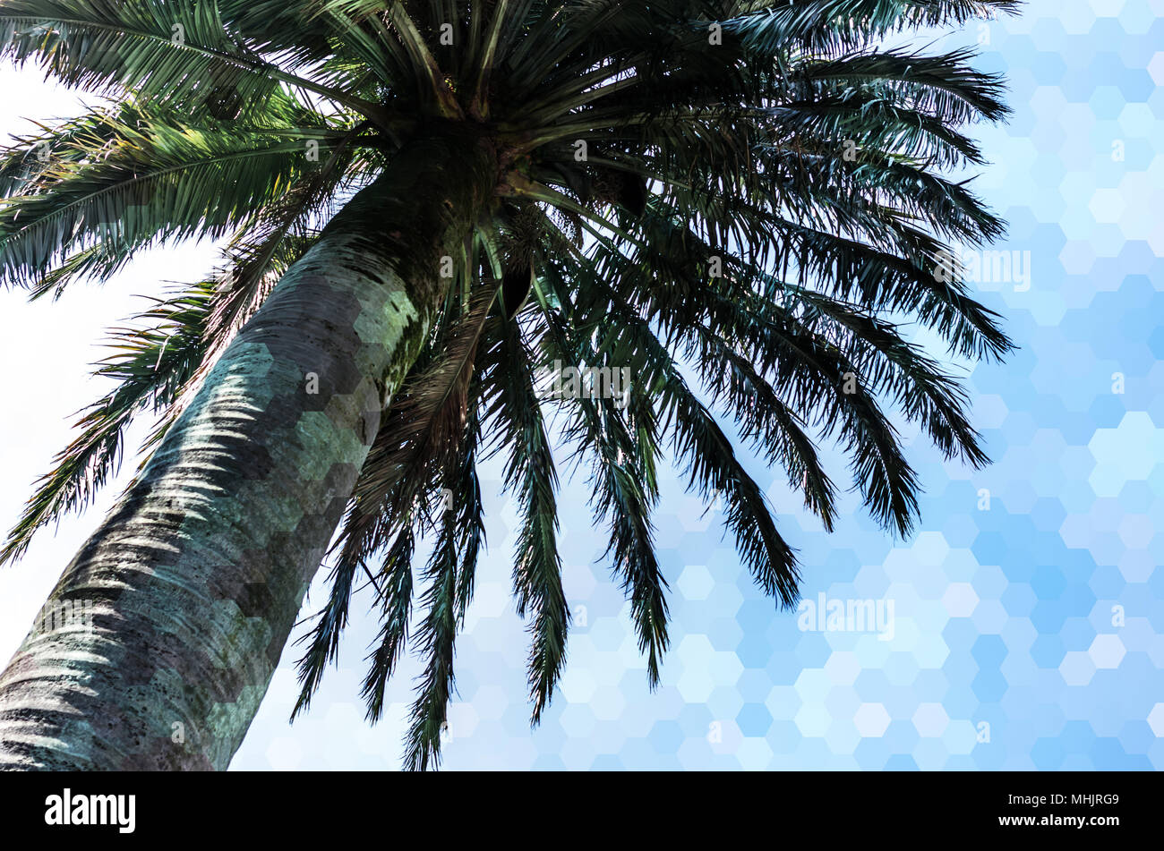 Palm tree picture art hi-res stock photography and images - Alamy
