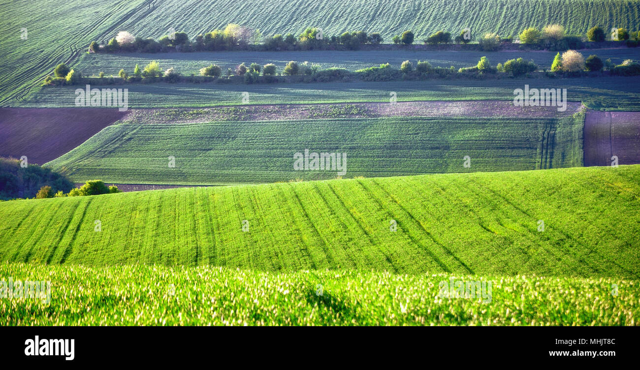 Agricultural land, a variety of crops. Beautiful landscape in green ...
