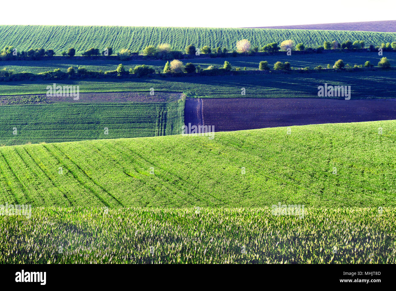 Agricultural land, a variety of crops. Beautiful landscape in green ...