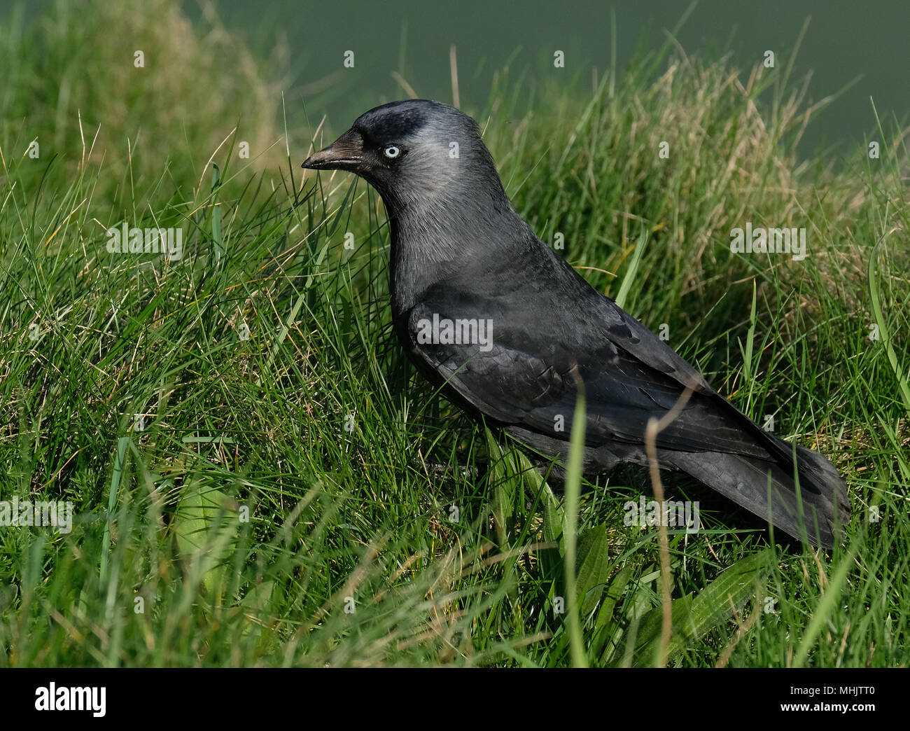 Crow family hi-res stock photography and images - Alamy