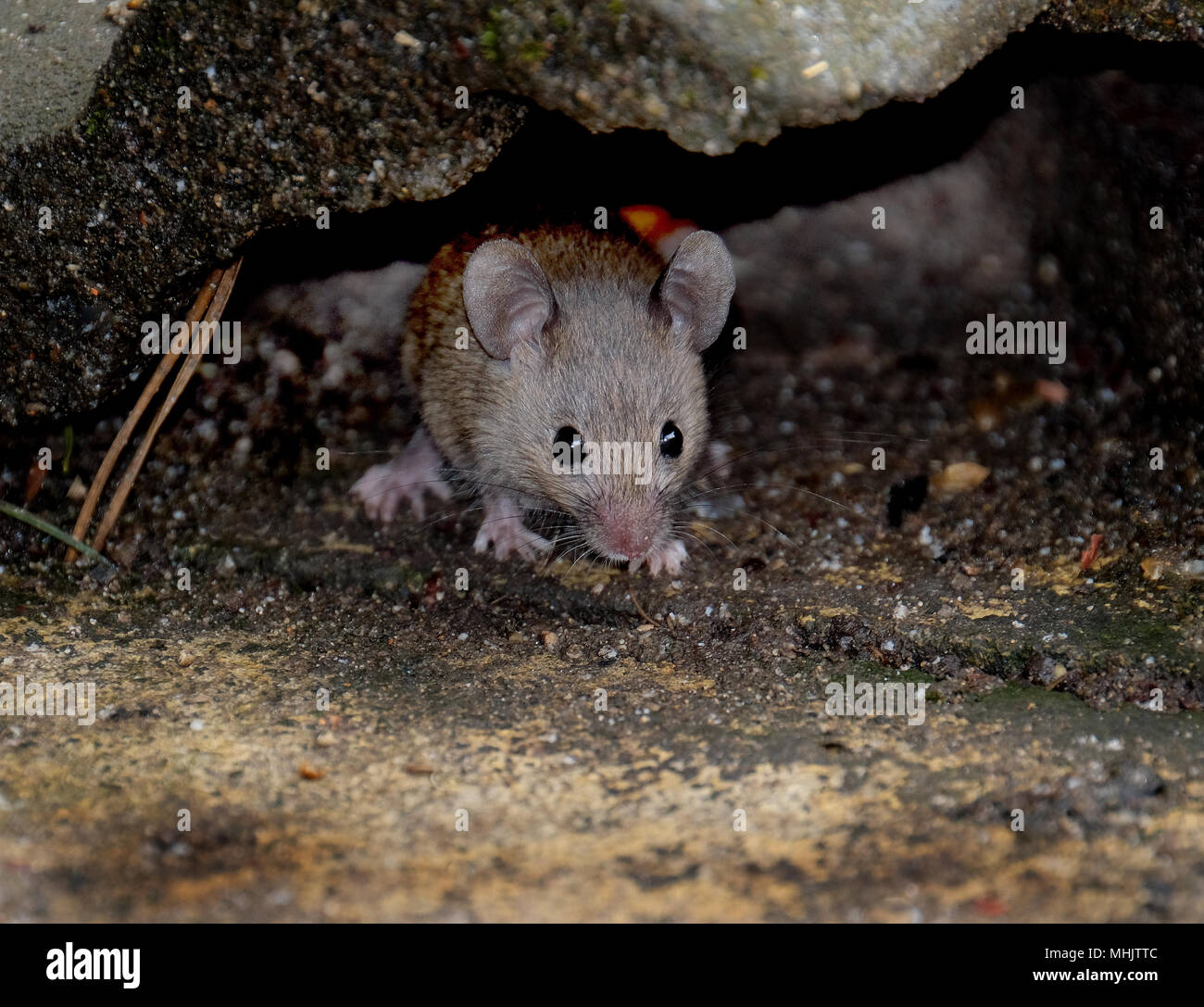 MIce feeding in urban house garden Stock Photo - Alamy
