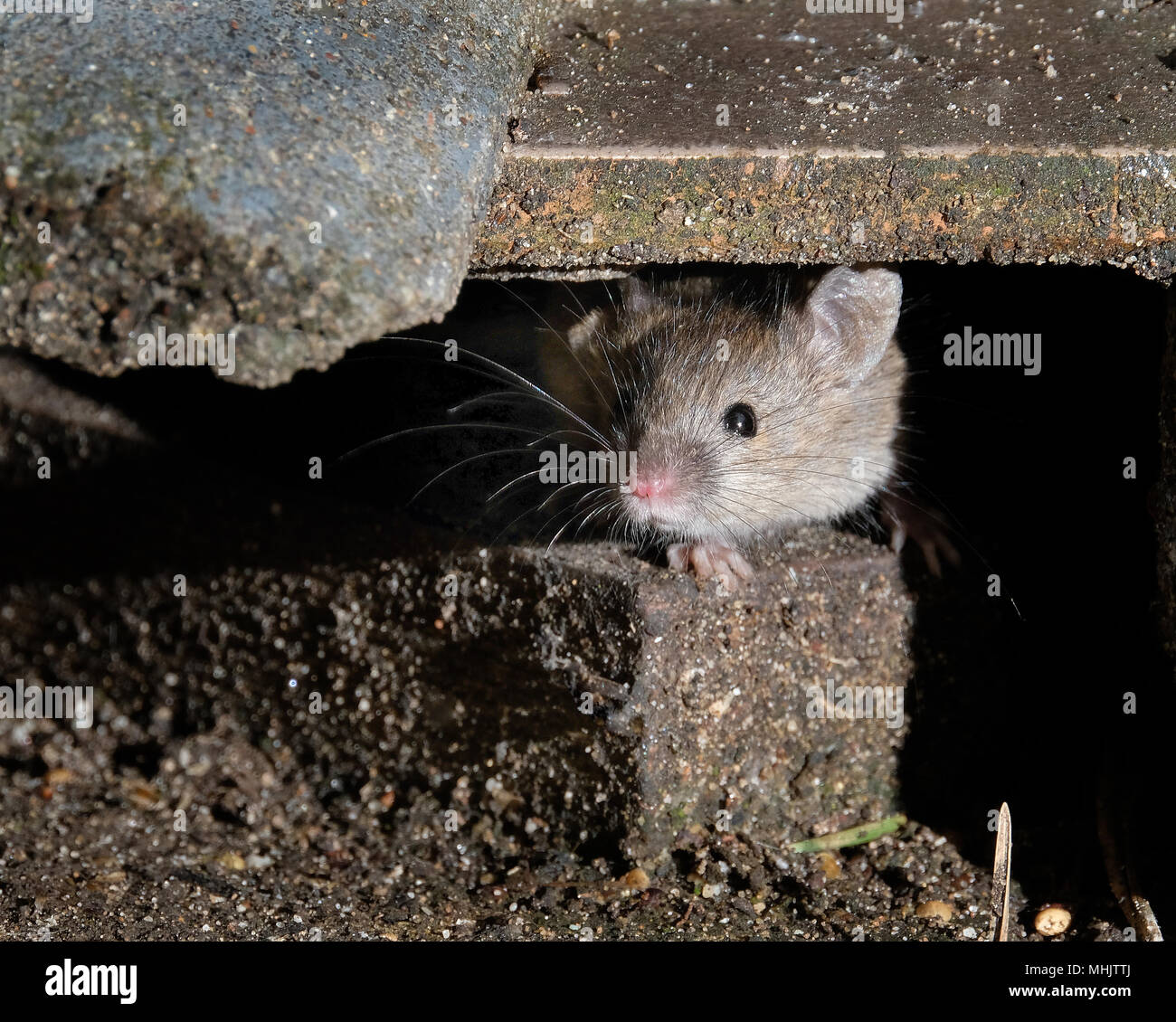Rodent controls hi-res stock photography and images - Alamy