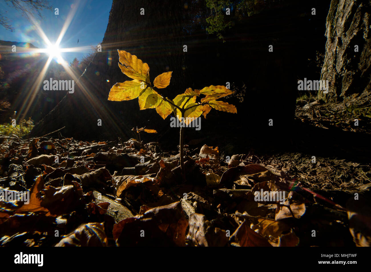 the forest comes alive Stock Photo - Alamy