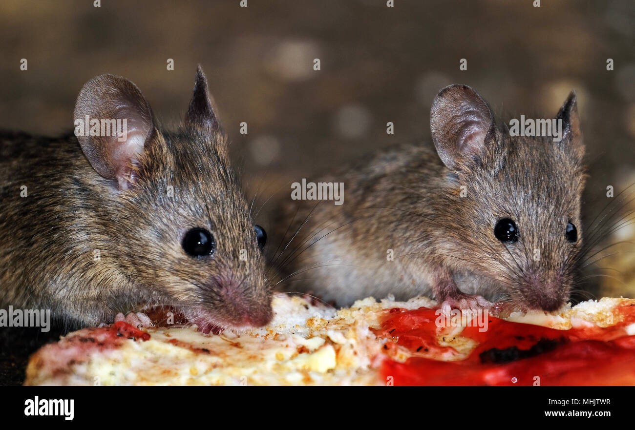 House mice group hi-res stock photography and images - Alamy