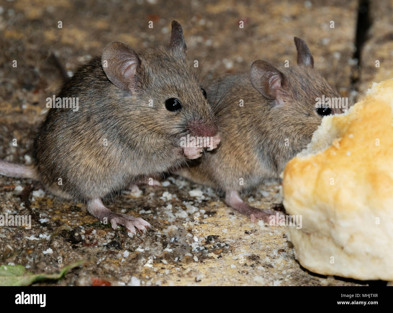 House mice group hi-res stock photography and images - Alamy