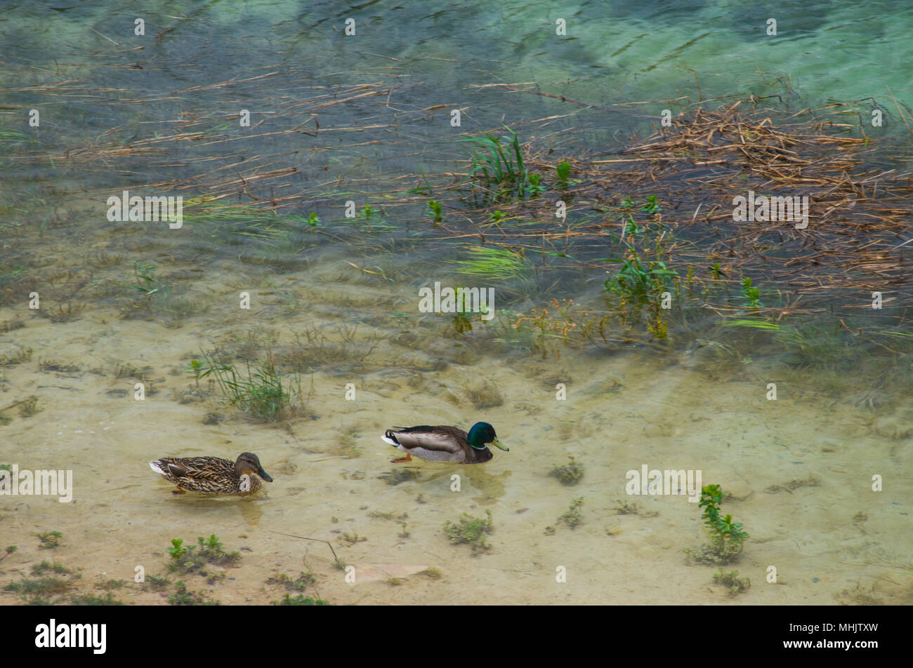 Aves de la laguna hi-res stock photography and images - Alamy
