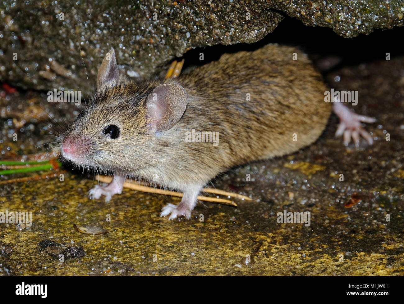 House mice group hi-res stock photography and images - Alamy