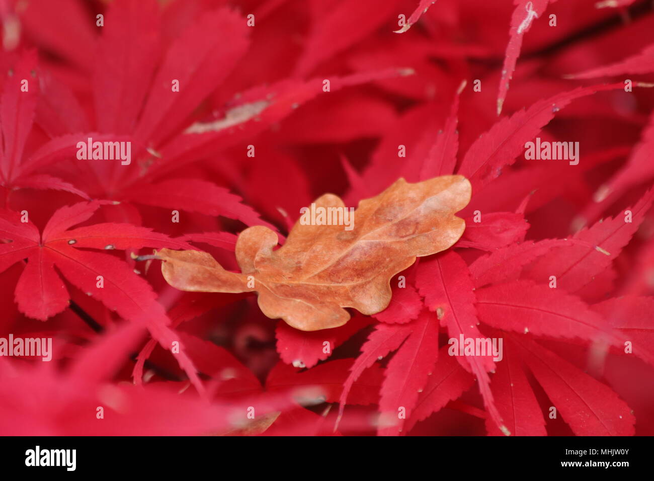 Maple and oak hi-res stock photography and images - Alamy