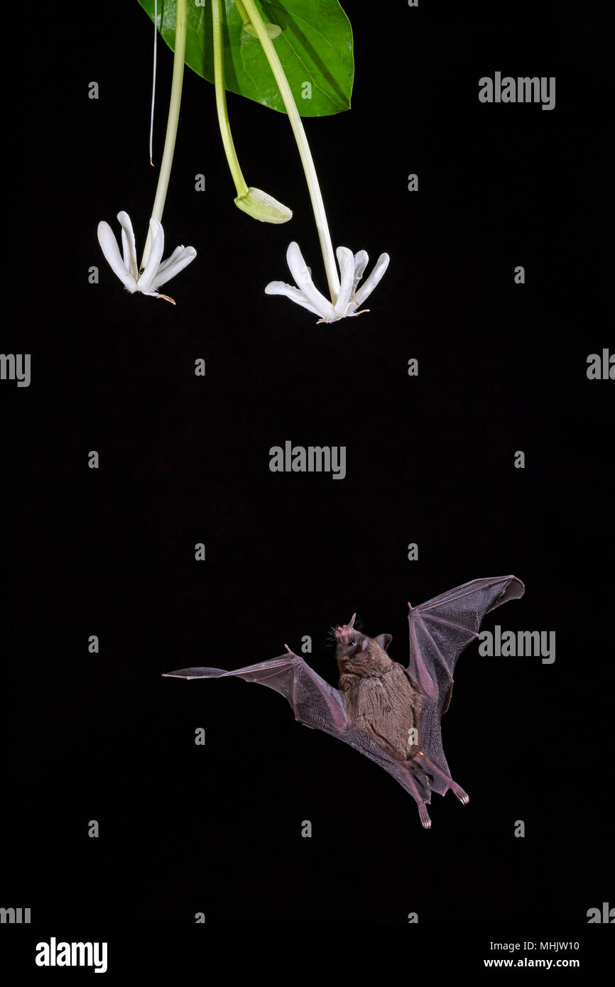 Pallas's Long-tongued Bat - Glossophaga soricina, new world leaf-nosed ...
