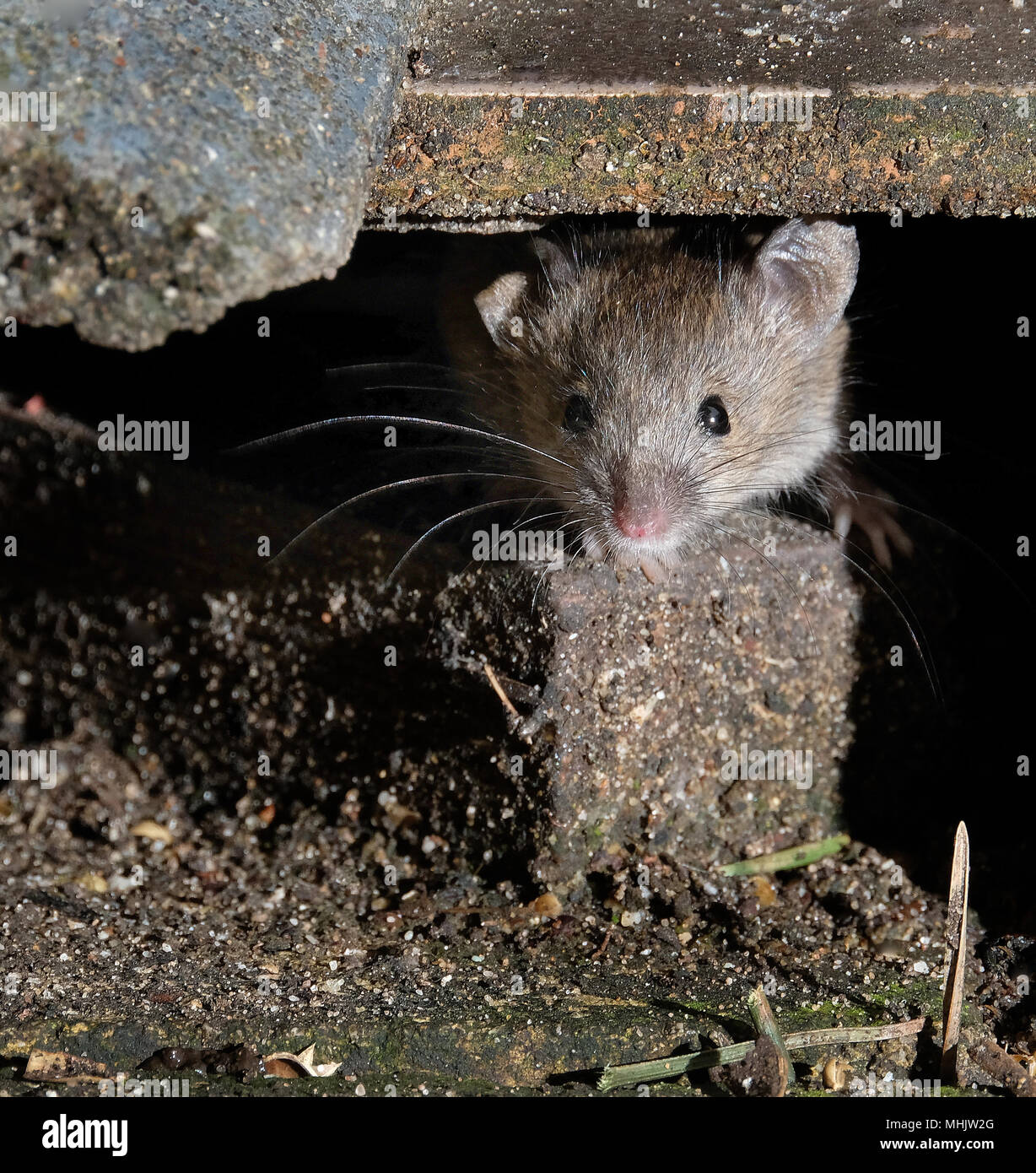 House mice group hi-res stock photography and images - Alamy