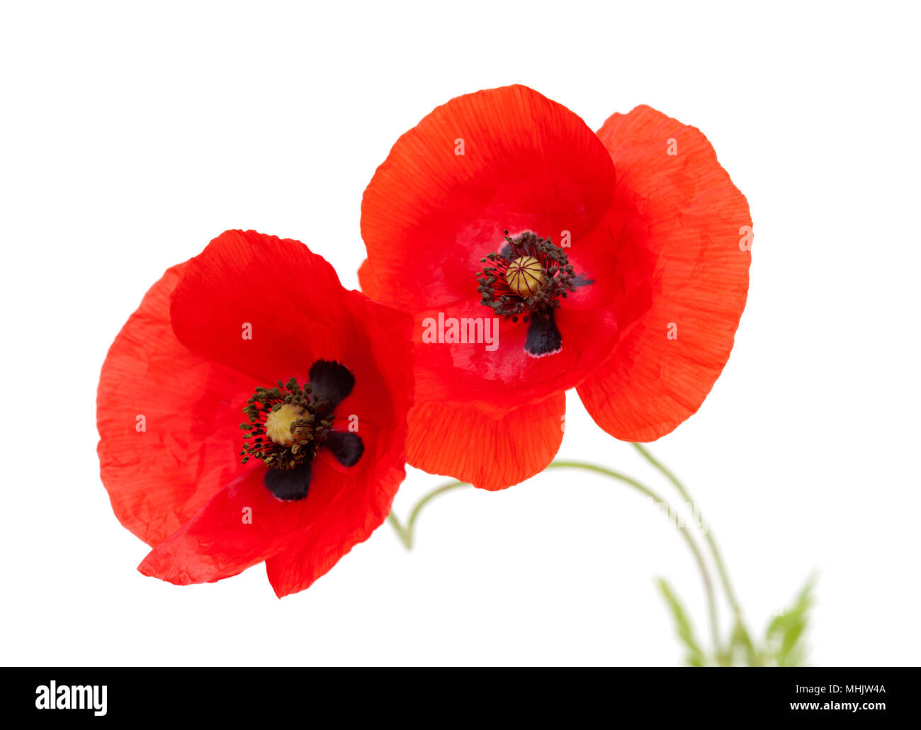 open red poppy flowers isolated on white background Stock Photo - Alamy