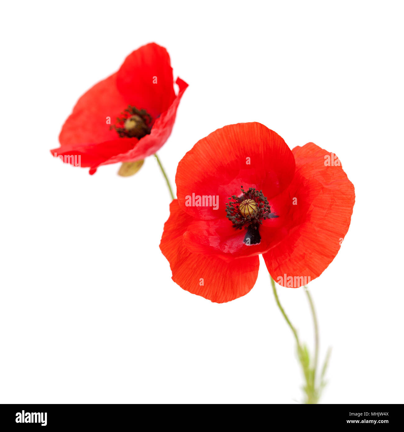 open red poppy flowers isolated on white background Stock Photo - Alamy