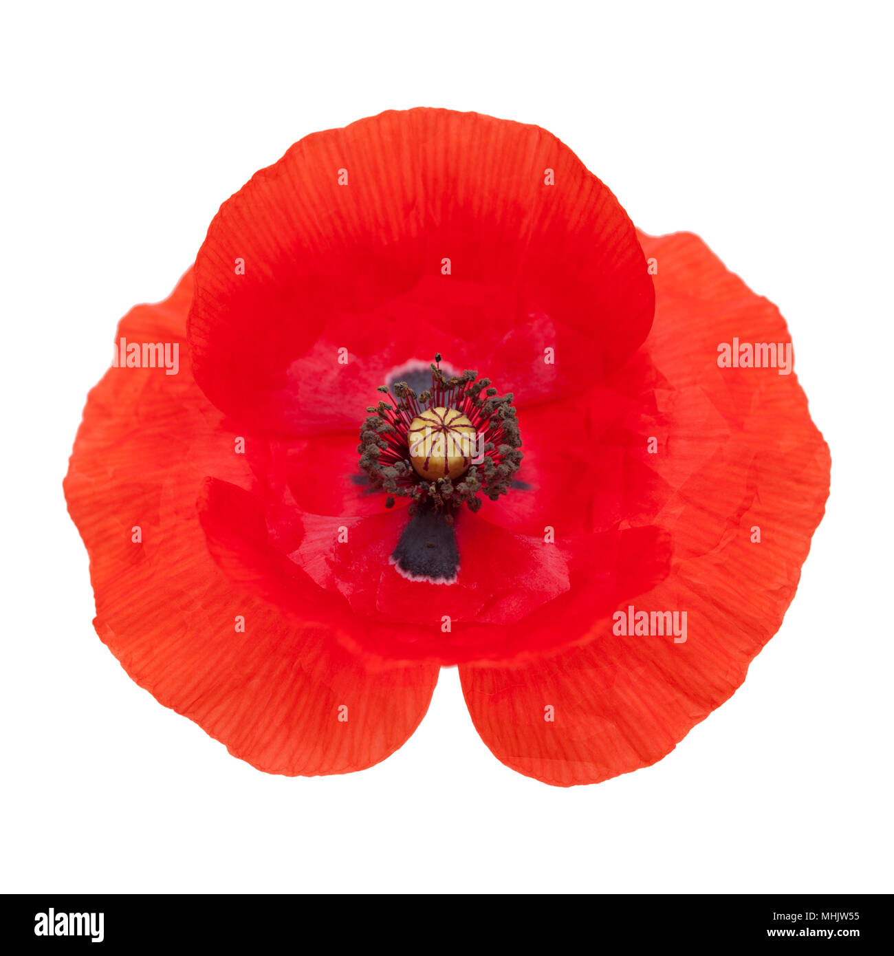 open red poppy flowers isolated on white background Stock Photo - Alamy