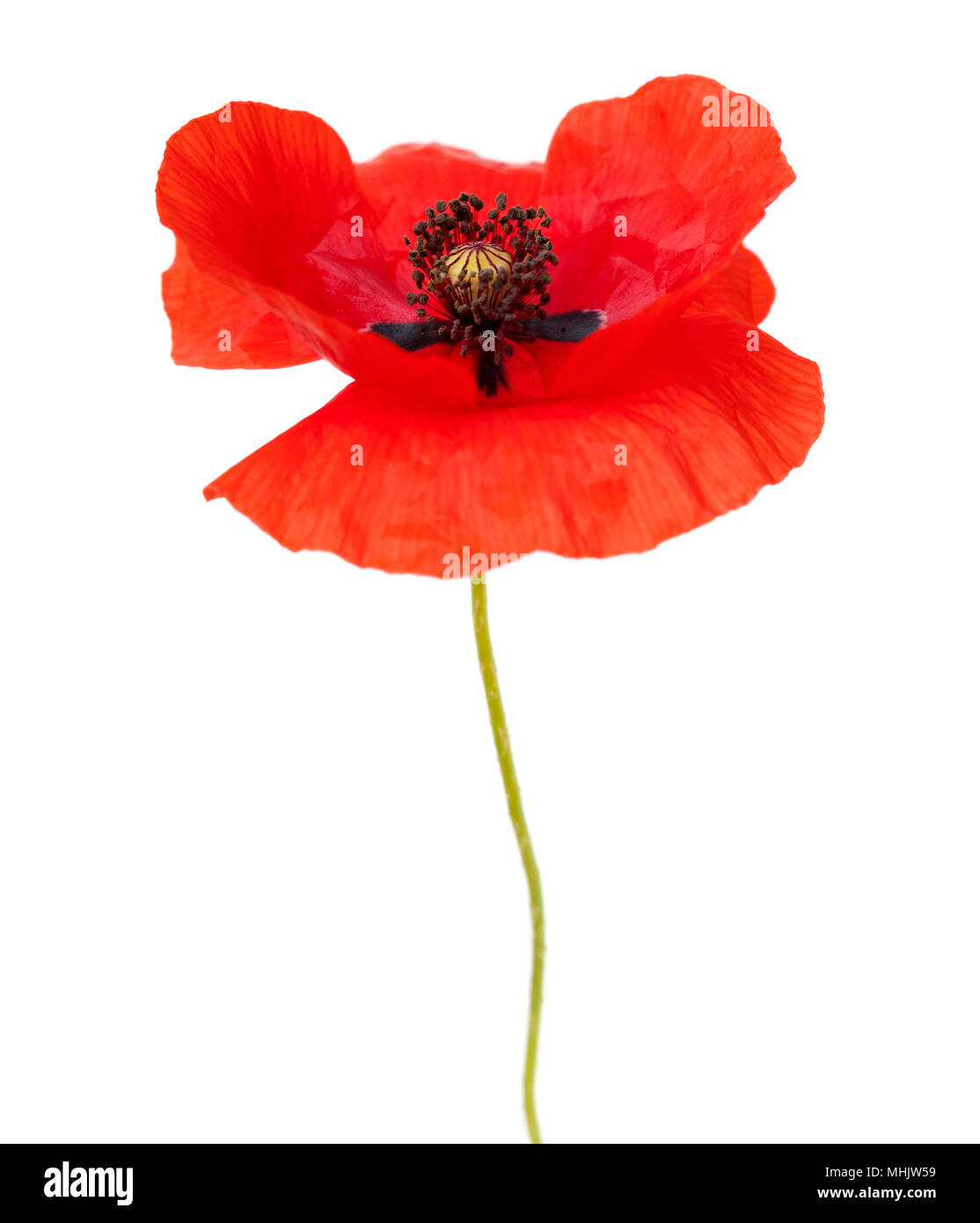 open red poppy flowers isolated on white background Stock Photo - Alamy