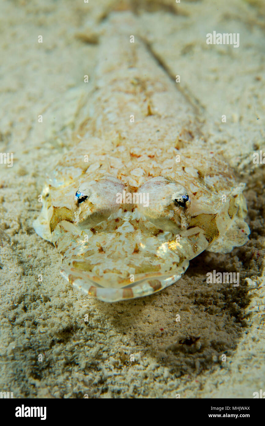 Crocodile in philippines hi-res stock photography and images - Alamy