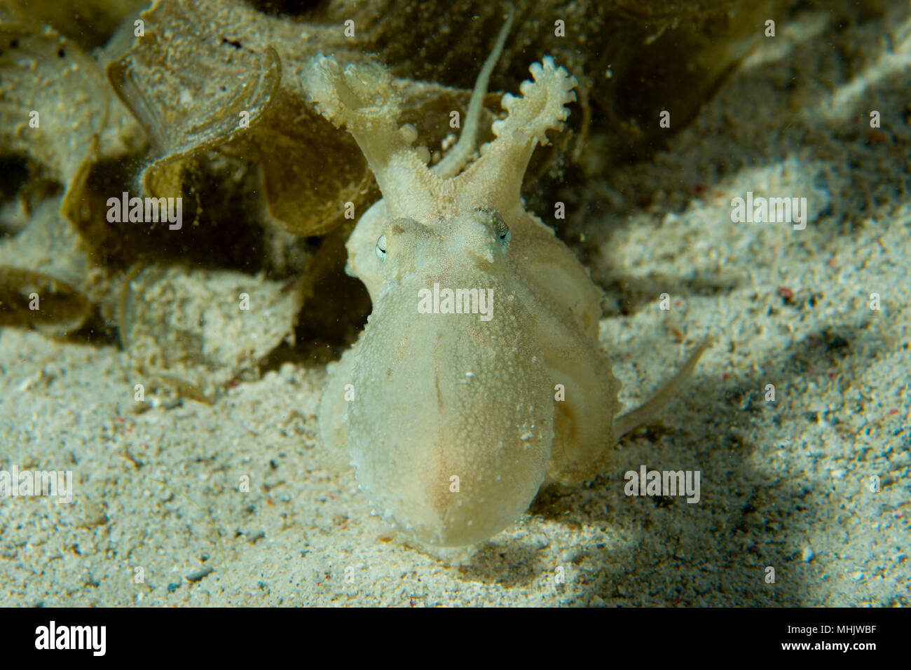 Octopus on sand from night dive in Philippines Stock Photo - Alamy